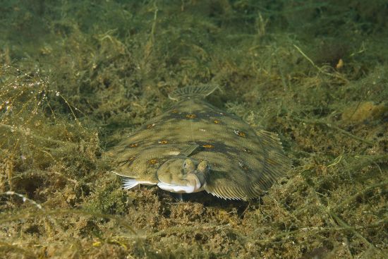 European Plaice Pleuronectes Platessa On Algae Editorial Stock Photo ...