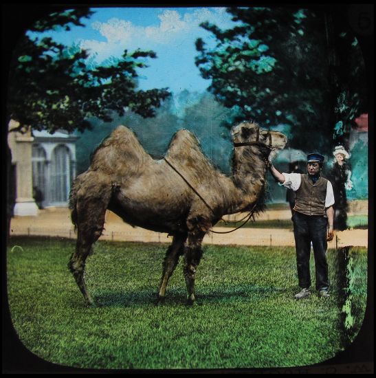 Camel Zoo Keeper Editorial Stock Photo - Stock Image | Shutterstock