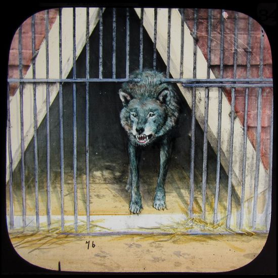 Wolf Zoo Editorial Stock Photo - Stock Image | Shutterstock