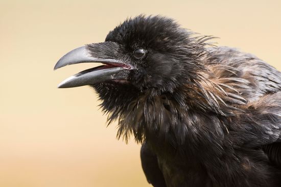 Common Raven Corvus Corax Animal Portrait Editorial Stock Photo - Stock ...