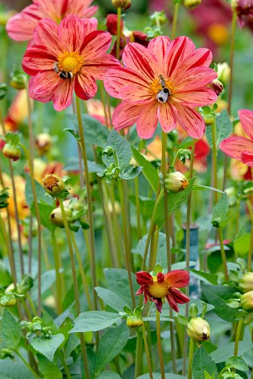 Single Flowering Dahlia Dahlia Variety Saitenspiel Editorial Stock ...