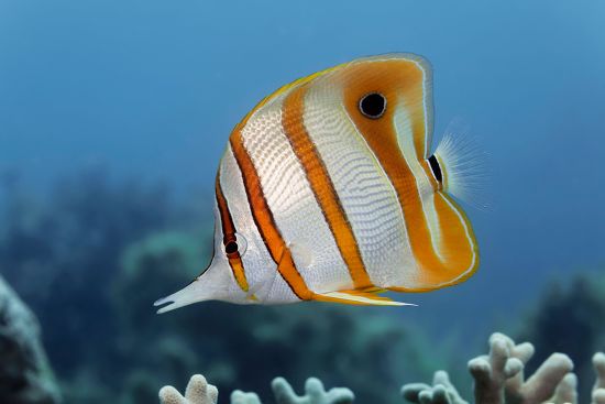 Copperband Butterflyfish Chelmon Rostratus Great Barrier Editorial ...