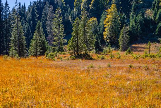 Huehnermoos Autumn Upland Moor Soellereck Near Editorial Stock Photo ...