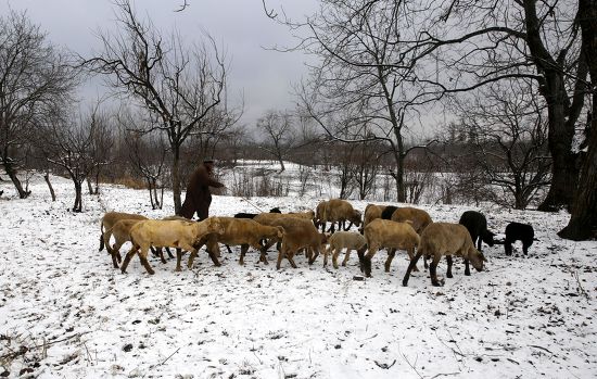 Gujjar Nomad Man Shepherd Flocks His Editorial Stock Photo - Stock ...