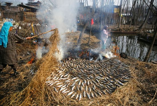 Kashmiri Women Prepare Fish Smoking Process Editorial Stock Photo ...