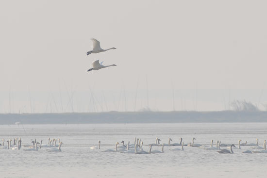 Swans Gather Shijiu Lake Nanjing Editorial Stock Photo - Stock Image ...