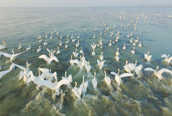 Swans Gather Shijiu Lake Nanjing Editorial Stock Photo - Stock Image ...