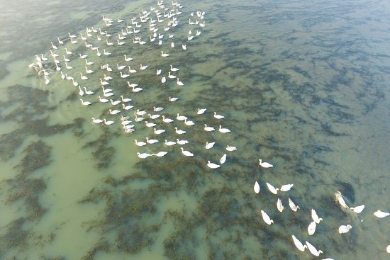 Swans Gather Shijiu Lake Nanjing Editorial Stock Photo - Stock Image ...