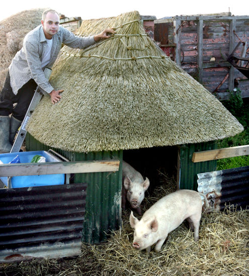 Scott Symonds His Luxury Thatched Pigsty Editorial Stock Photo - Stock ...