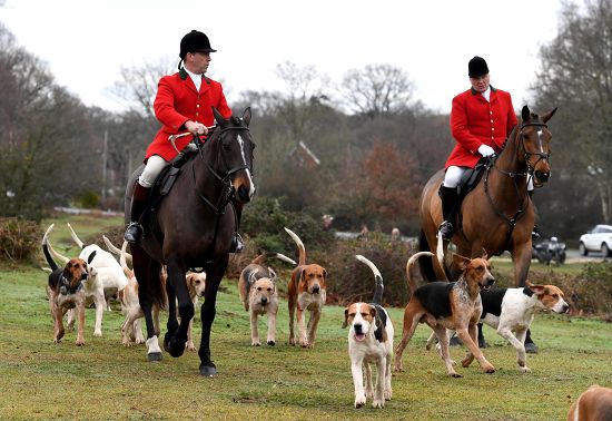 New Forest Hounds Boxing Day Hunt Editorial Stock Photo - Stock Image ...