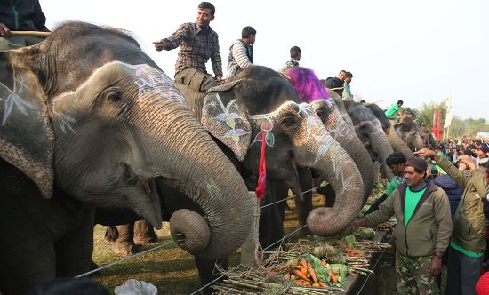 Elephants Enjoy Their Favorite Food Picnic Editorial Stock Photo ...