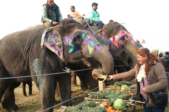Elephants Enjoy Their Favorite Food Picnic Editorial Stock Photo ...