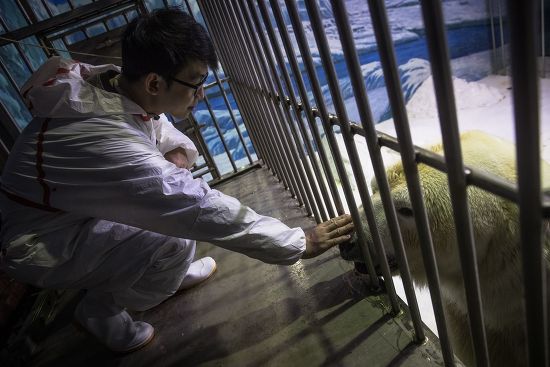 Handler Pets Polar Bear Cage Harbin Editorial Stock Photo - Stock Image ...