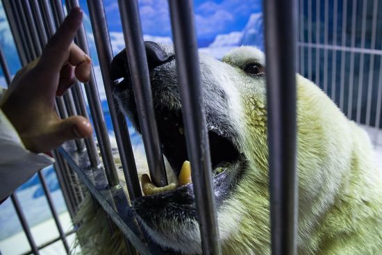 Handler Plays Polar Bear Cage Harbin Editorial Stock Photo - Stock ...