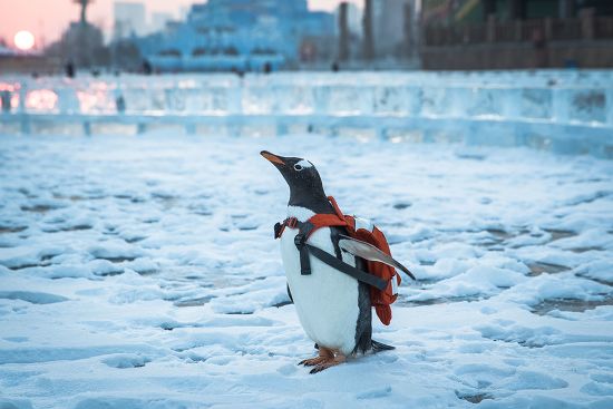 Antarctic Penguin Backpack Waddles Harbin Polarland Editorial Stock ...