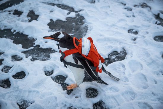 Antarctic Penguin Backpack Waddles Harbin Polarland Editorial Stock ...