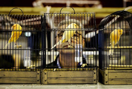 Judge Looks Birds During Mondial World Redaktionelles Stockfoto ...