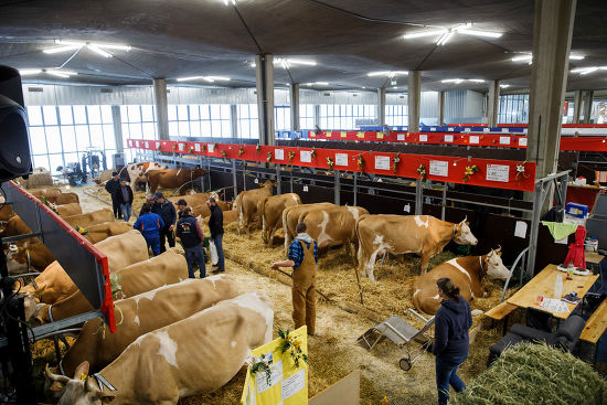 Cows Stand Cowshed During Swiss Expo Editorial Stock Photo - Stock ...