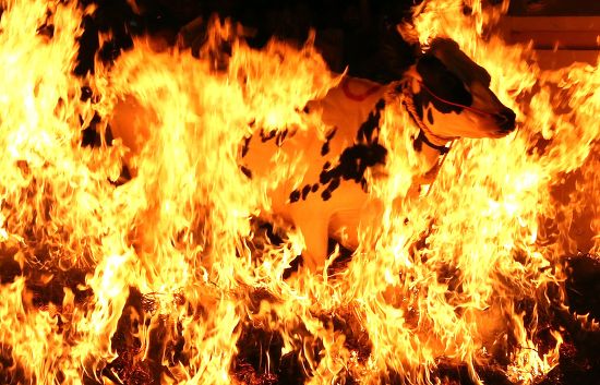 Cow Pushed Over Bonfire Part Makara Editorial Stock Photo - Stock Image ...