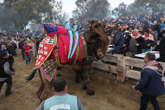 Two Camels Fight During Selcukefes Camel Editorial Stock Photo - Stock ...