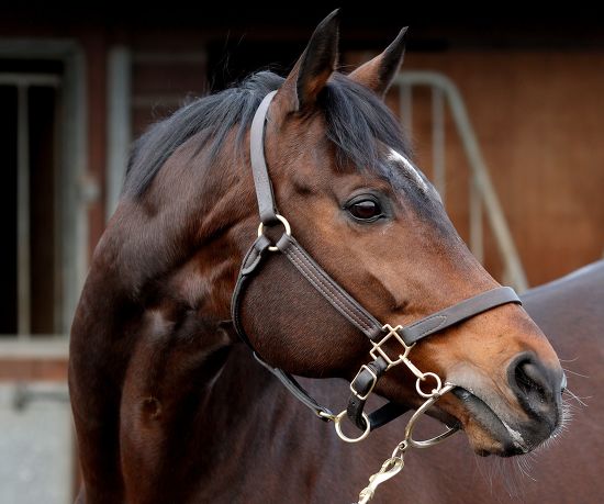Stallion Native Ruler Doncaster Editorial Stock Photo - Stock Image ...