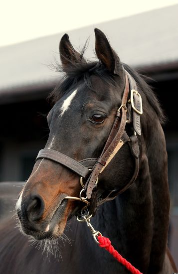 Stallion Scorpion Doncaster Editorial Stock Photo - Stock Image ...
