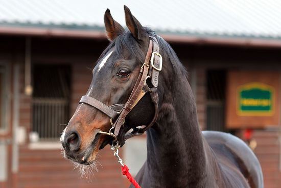 Stallion Scorpion Doncaster Editorial Stock Photo - Stock Image ...