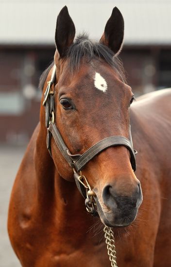 Stallion Falco Doncaster Editorial Stock Photo - Stock Image | Shutterstock