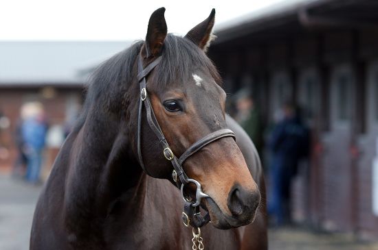 Stallion Koropick Doncaster Editorial Stock Photo - Stock Image ...