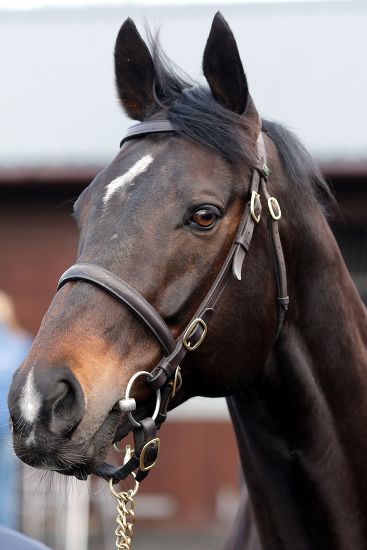 Stallion Jack Hobbs Doncaster Editorial Stock Photo - Stock Image ...