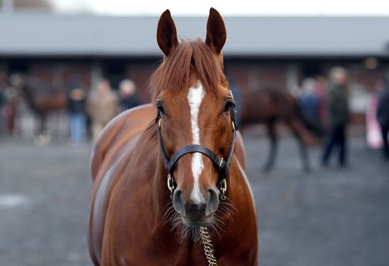 Stallion Master Carpenter Doncaster Editorial Stock Photo - Stock Image ...