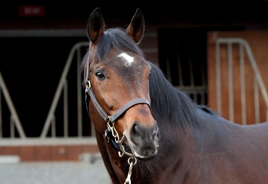 Stallion Native Ruler Doncaster Editorial Stock Photo - Stock Image ...