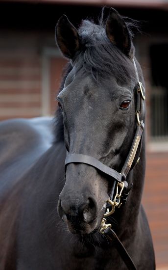 Stallion Passing Glance Doncaster Editorial Stock Photo - Stock Image ...