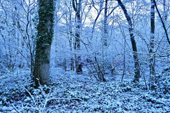 Clayfield Copse Berkshire Looks Almost Enchanted Editorial Stock Photo ...