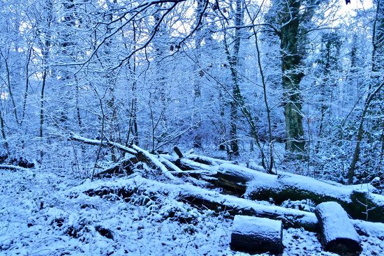 Clayfield Copse Berkshire Looks Almost Enchanted Editorial Stock Photo ...