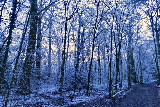 Clayfield Copse Berkshire Looks Almost Enchanted Editorial Stock Photo ...