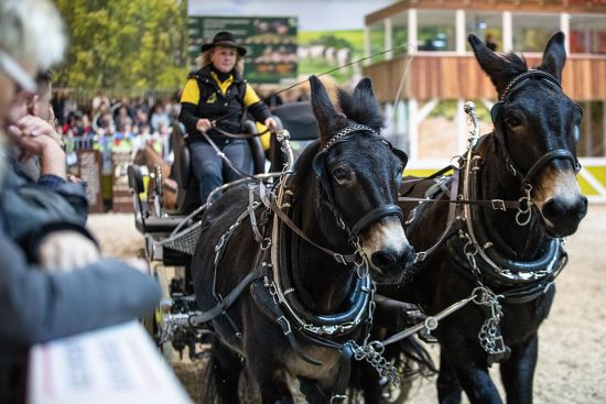 People Visit Animal Show Presenting Horses Editorial Stock Photo ...