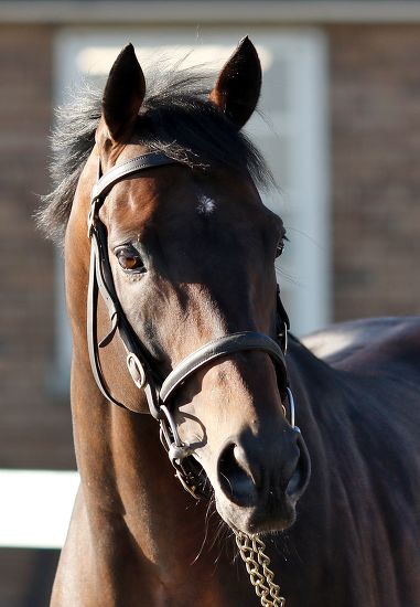 Time Test Stallion Parade Tattersalls Newmarket Editorial Stock Photo ...