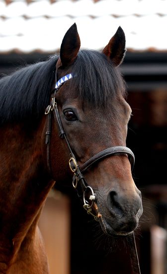 Stallion Dubawi Dalham Hall Stud Newmarket Editorial Stock Photo ...