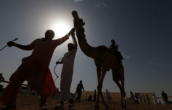 Camel Jockeys Prepare Compete During Camel Editorial Stock Photo ...