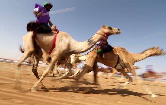 Camel Jockeys Compete During Camel Race Editorial Stock Photo - Stock ...