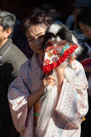 Setsubun Mamemaki Spring Festival Zojoji Temple Editorial Stock Photo ...