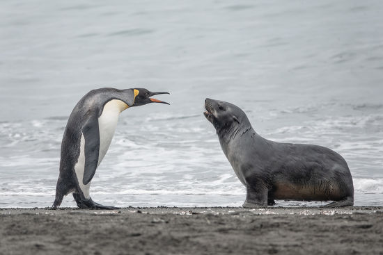 Seal Mother Squares King Penguin Editorial Stock Photo - Stock Image ...