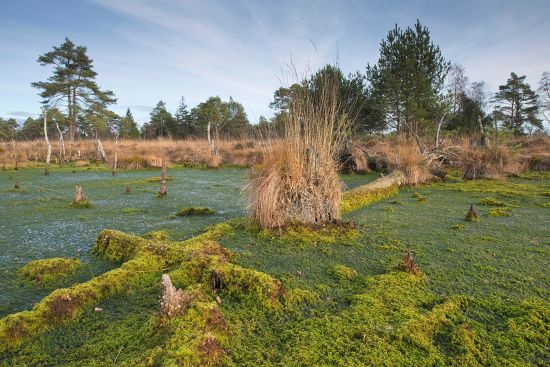 Moor Landscape Peat Mosses Sphagnum Spec Editorial Stock Photo - Stock ...