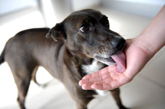 Pet Dog Licking Hand Editorial Stock Photo - Stock Image | Shutterstock