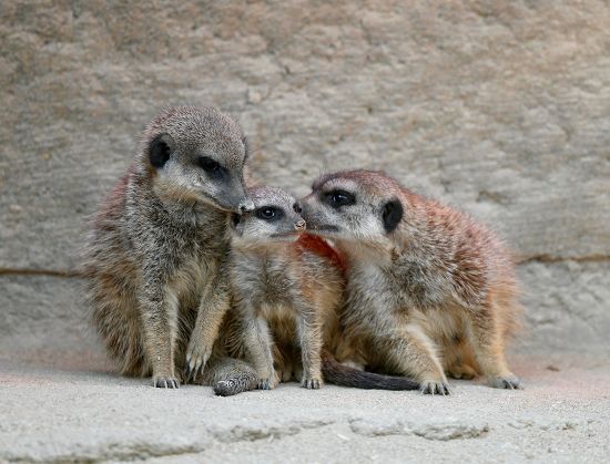 Meerkat Suricata Suricatta Three Kittens 28 Editorial Stock Photo ...