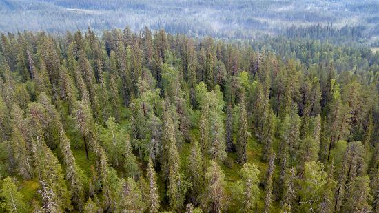Drone Shot Boreal Arctic Conifers Fog Editorial Stock Photo - Stock ...
