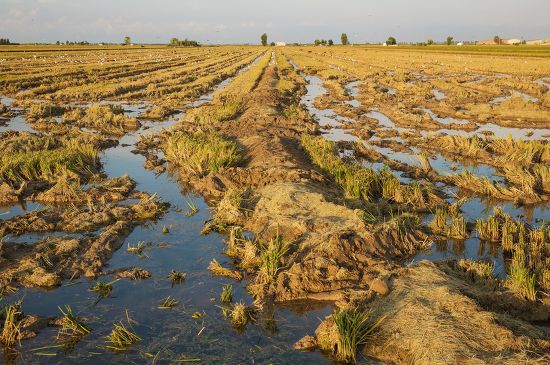 Desolated Rice Field Oryza Sativa Just Editorial Stock Photo - Stock ...