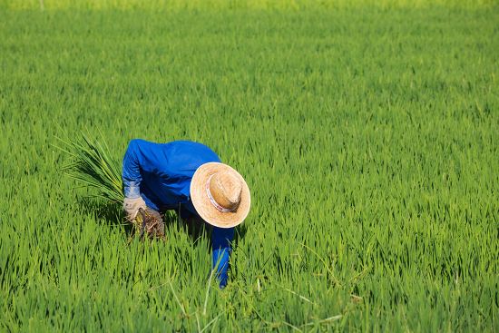 Weeding Rice Fields Oryza Sativa Manual Editorial Stock Photo - Stock ...