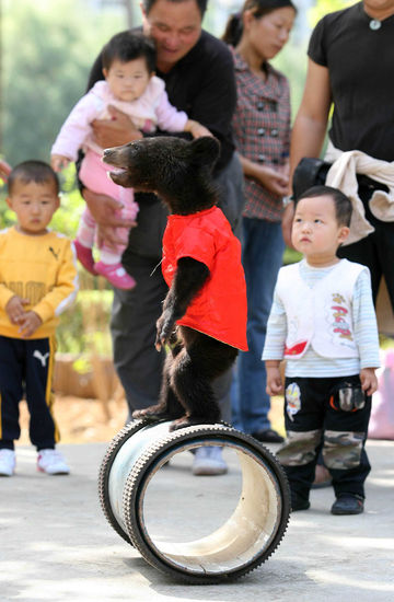 Black Bear Practices Barrel Walking During Editorial Stock Photo ...